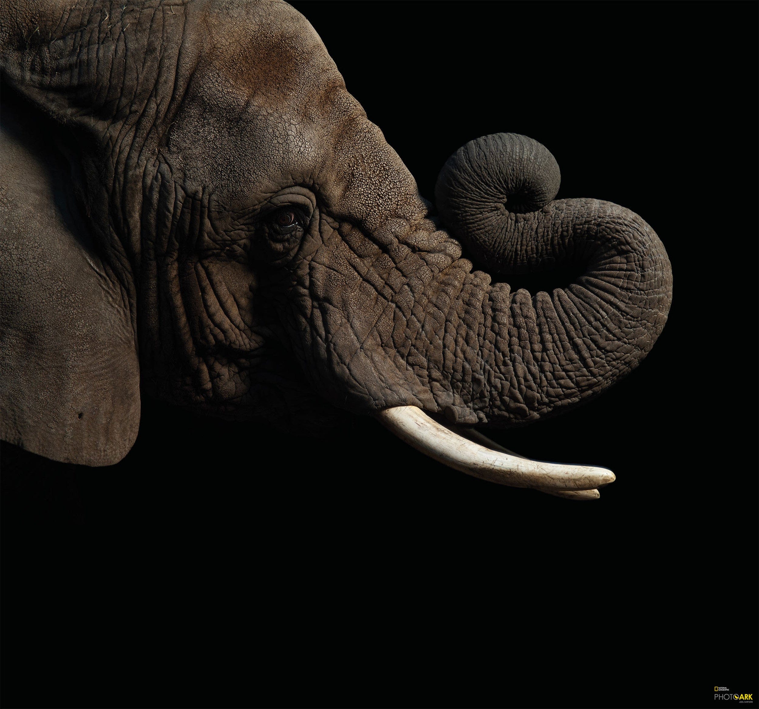komar-afrikaanse-olifant-papier-peint-intisse-300x280cm-6-pieces ...